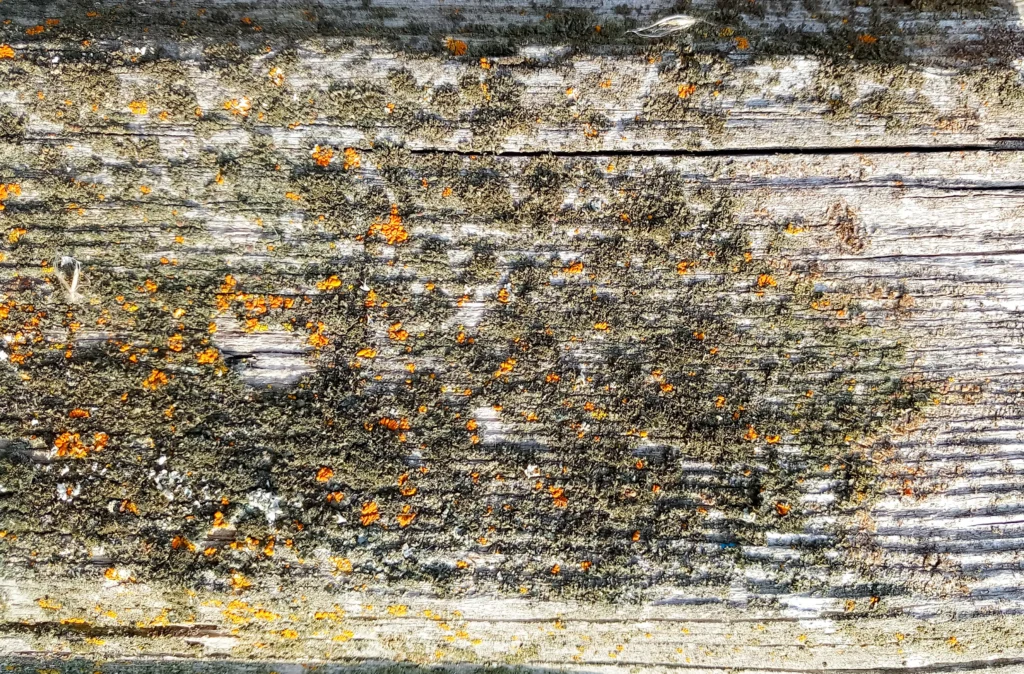 Mold on Wood Removal: Powerful Safe Proven Steps Today
