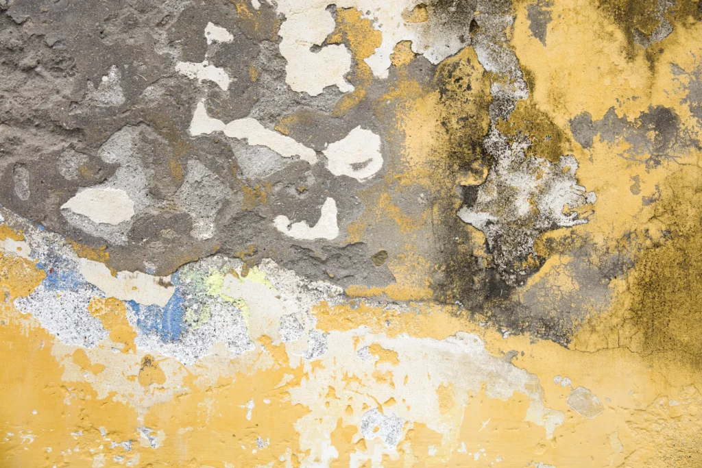 Remove Mold From Painted Walls | Environmental Testing Agency